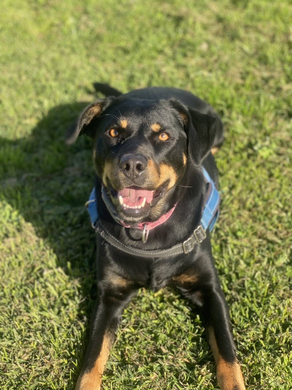 Daisy - Medium Female Labrador x Rottweiler Mix Dog in VIC - PetRescue