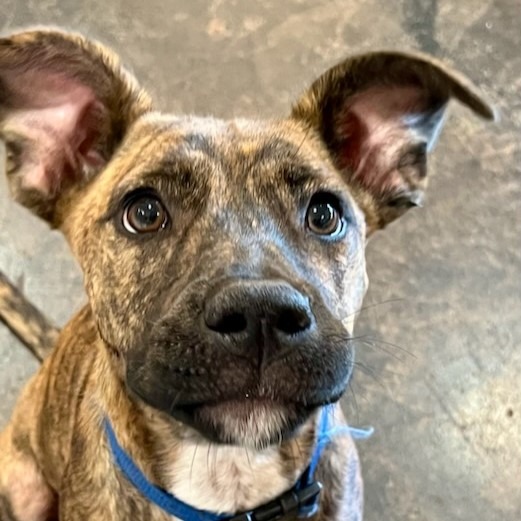 Mitzi - Medium Female Mixed Breed Mix Dog in WA - PetRescue