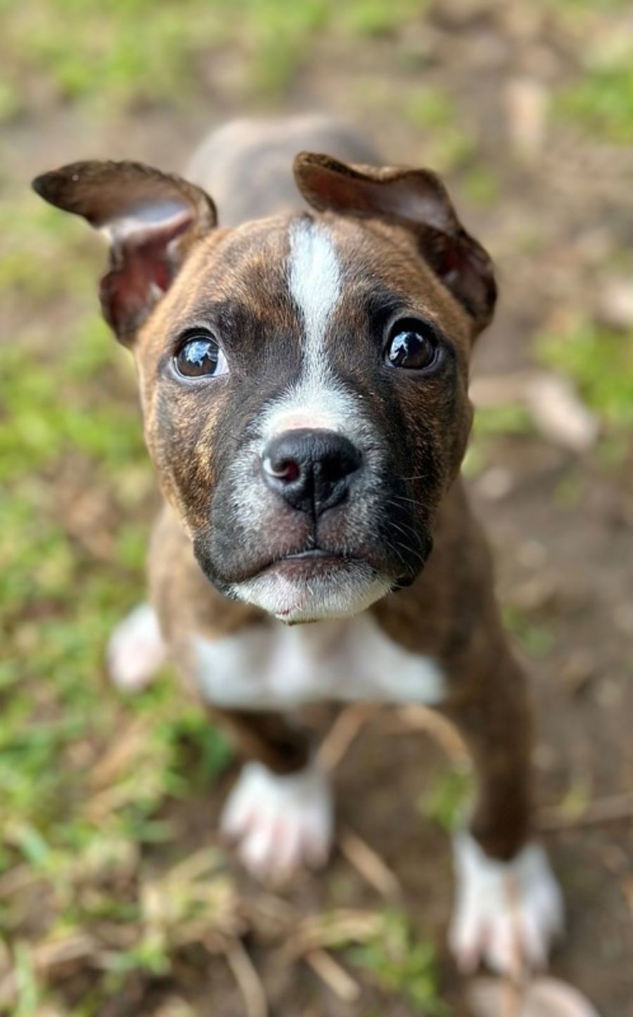 Topher - Medium Male Boxer x Staffy Mix Dog in NSW - PetRescue