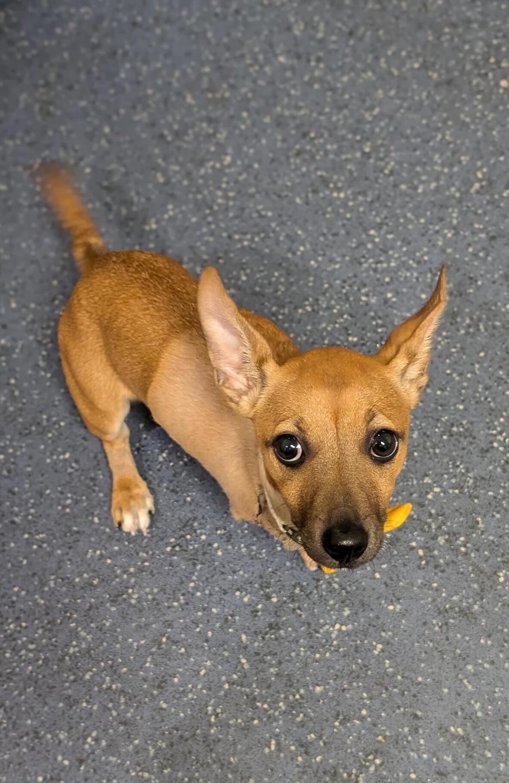 Tinker - Small Female Jack Russel Terrier Mix Dog in WA - PetRescue
