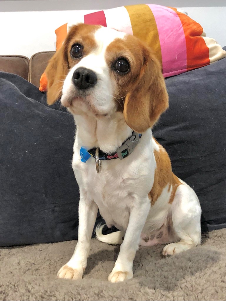 Ellie - Small Female Beagle x Cavalier King Charles Spaniel Dog in VIC - PetRescue