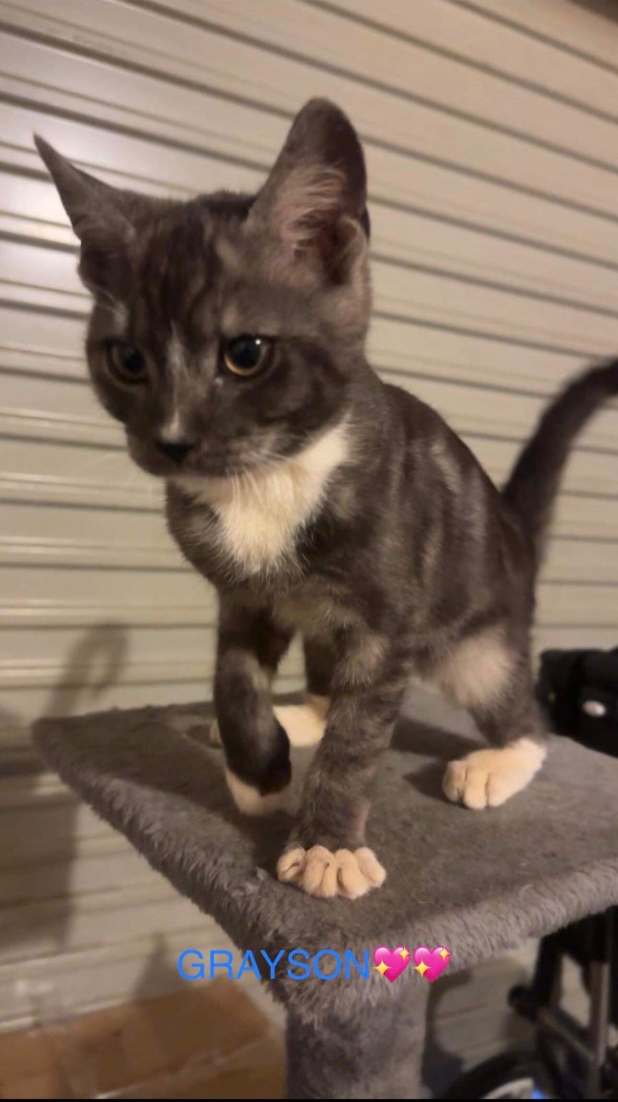 Grayson - Male Domestic Short Hair Cat in NSW - PetRescue