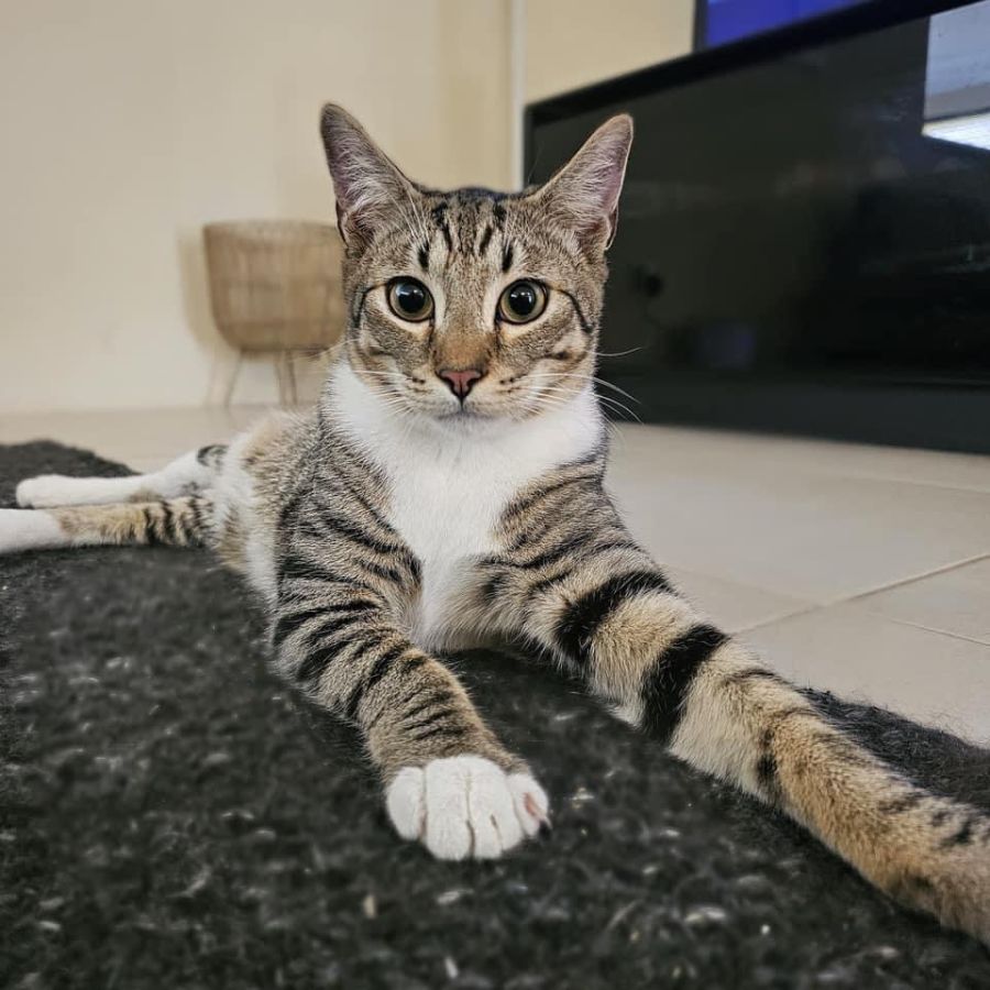 10043 - Diglett - Male Domestic Short Hair Cat in WA - PetRescue