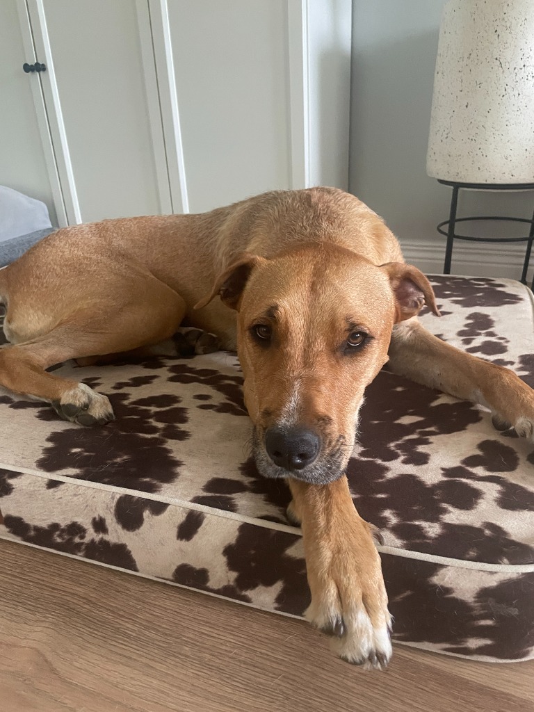 Mr Bojangles - Large Male Rhodesian Ridgeback x Staghound Dog in VIC ...