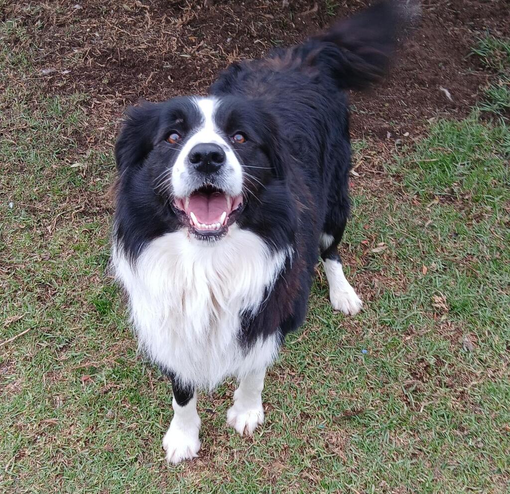 Beau - Medium Male Border Collie Dog in VIC - PetRescue