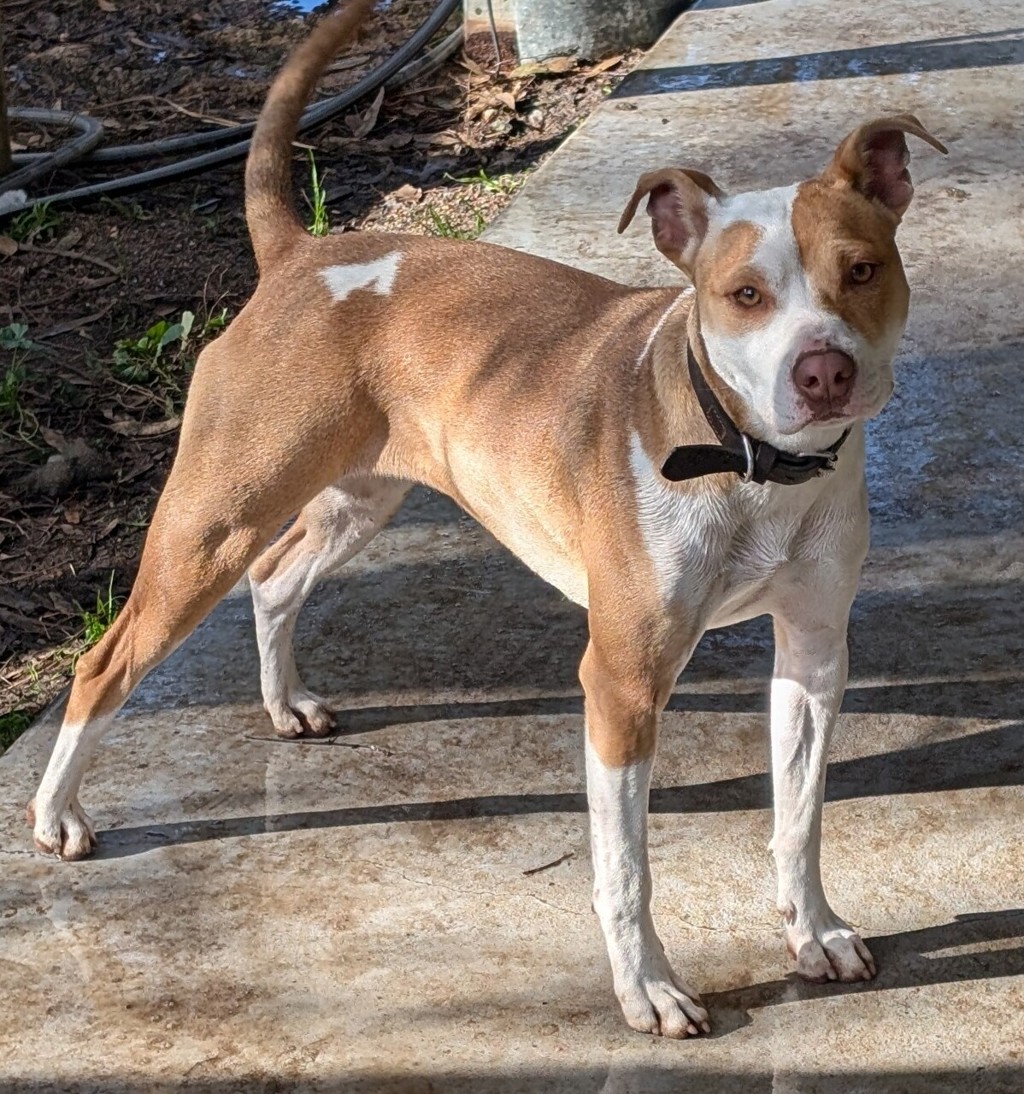 Dobby - Medium Female Staffordshire Bull Terrier x Whippet Mix Dog in ...