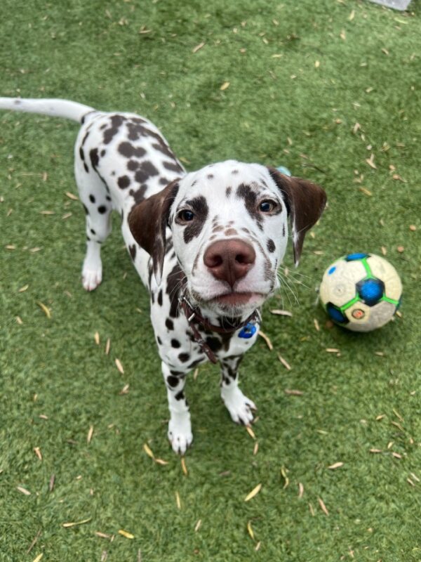 Marshall - Large Male Dalmatian Dog in NSW - PetRescue