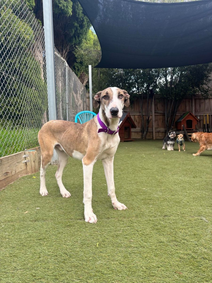 Fox - Large Male Staghound x Catahoula Dog in VIC - PetRescue