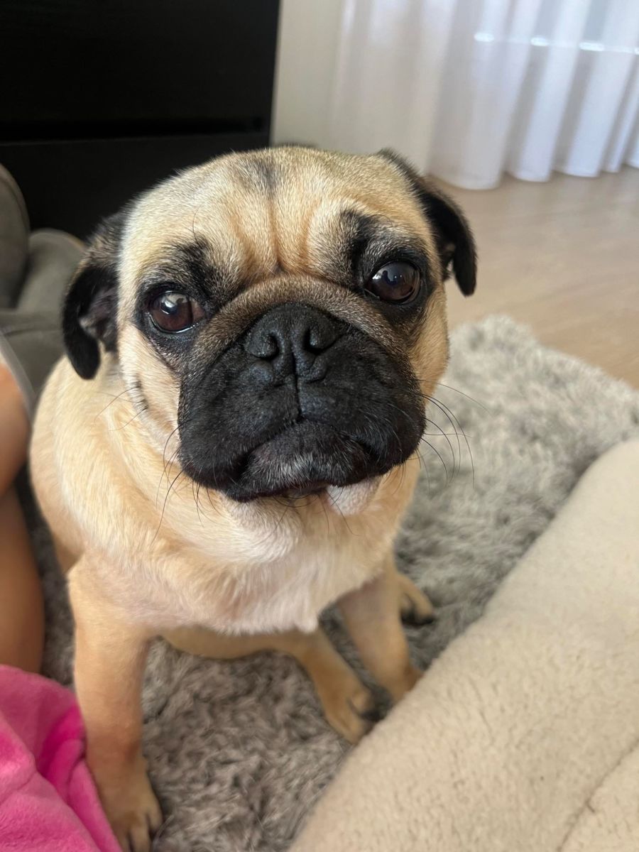 Suki - Small Female Pug Dog in VIC - PetRescue