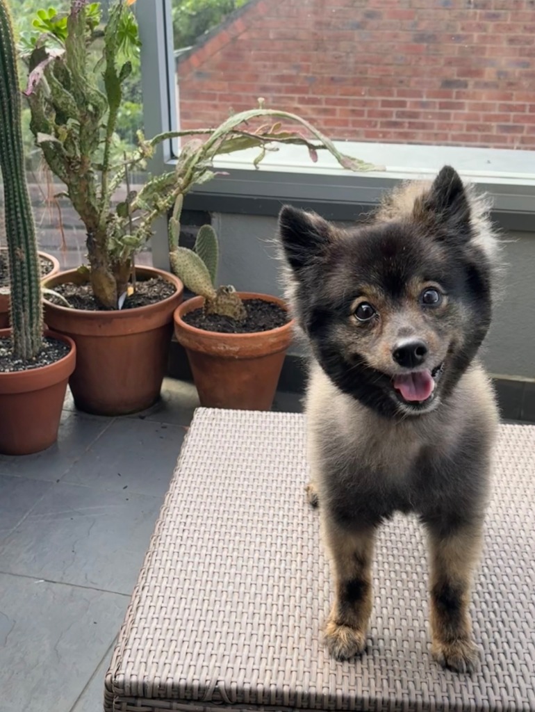 Meeka - Small Female Pomeranian x Spitz Dog in VIC - PetRescue