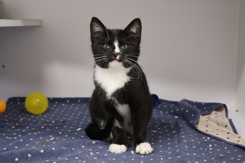 Tiddles - Male Domestic Short Hair Mix Cat in VIC - PetRescue