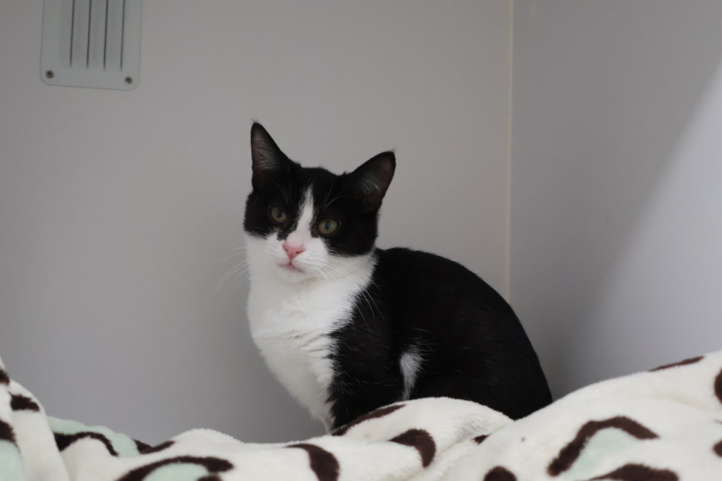 Zaza - Female Domestic Short Hair Mix Cat in VIC - PetRescue