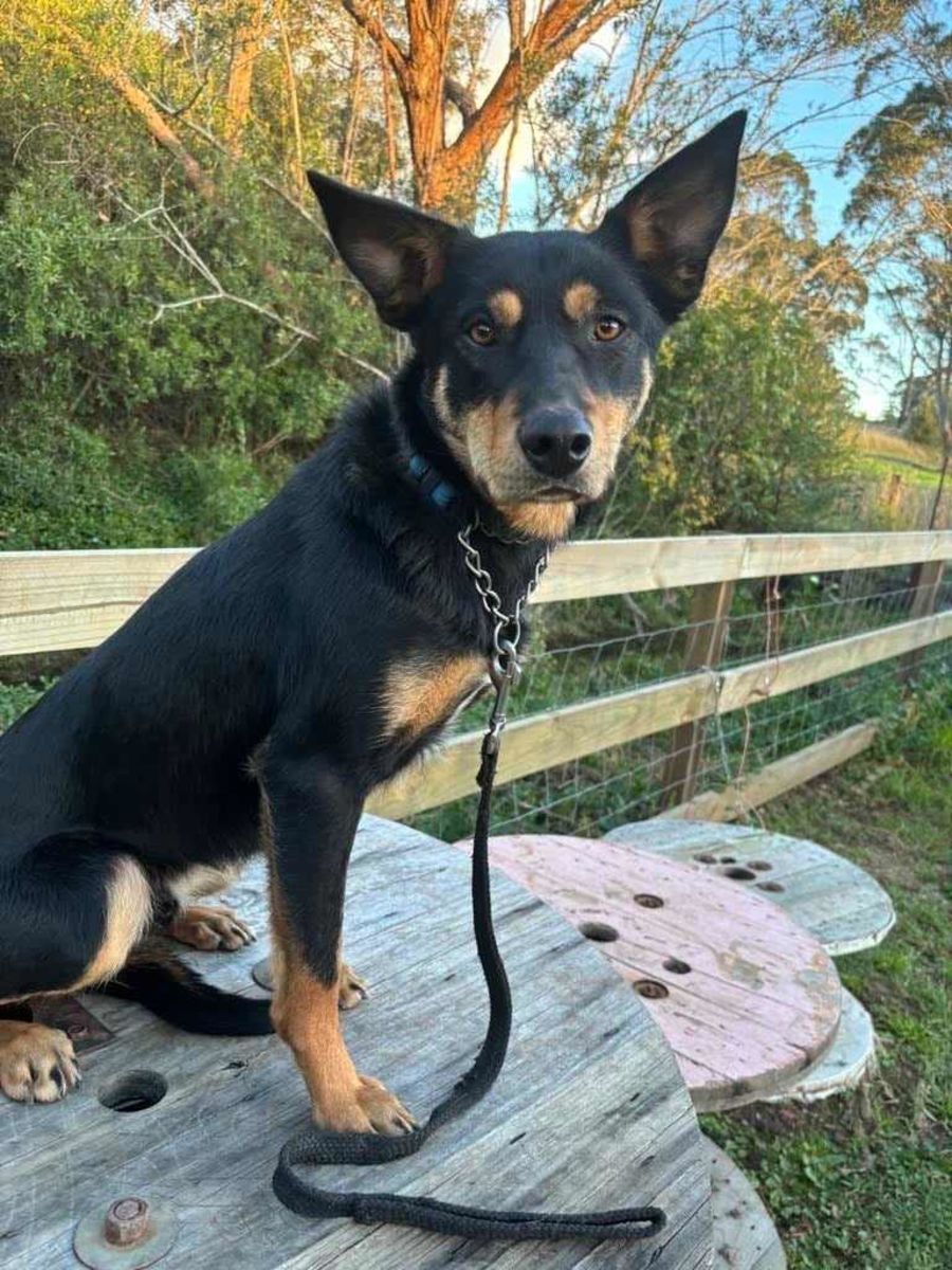 Irwin - Medium Male Kelpie Dog in NSW - PetRescue