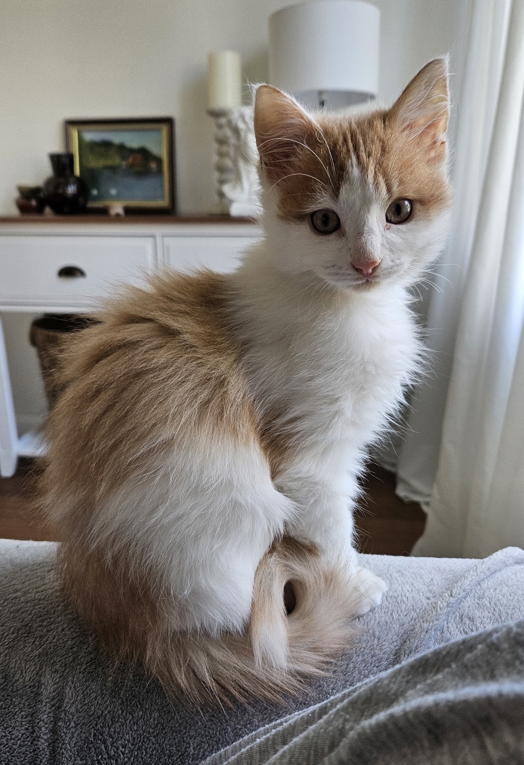 Obie - Male Domestic Medium Hair Mix Cat in NSW - PetRescue