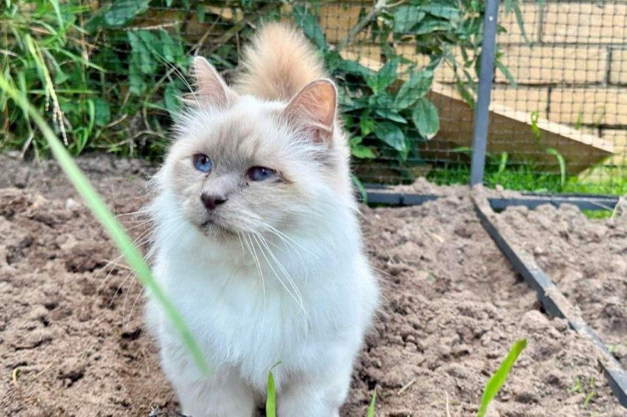 Tilly Elphinstone - Female Birman Mix Cat in VIC - PetRescue