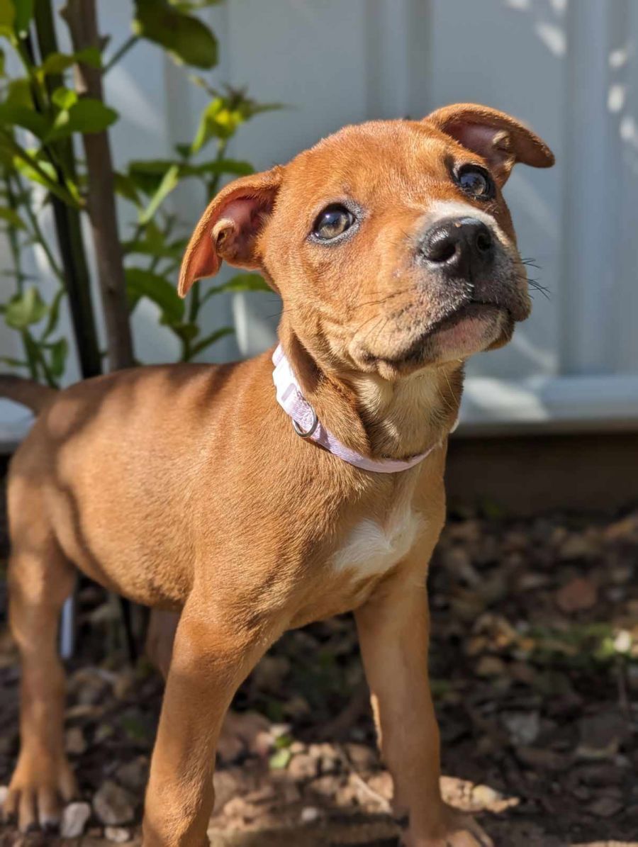 Fallon - Medium Female Staffy Mix Dog in QLD - PetRescue