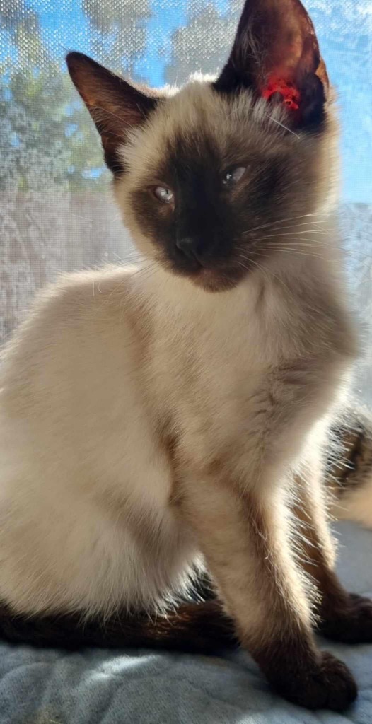 Levi - Male Ragdoll Cat in WA - PetRescue