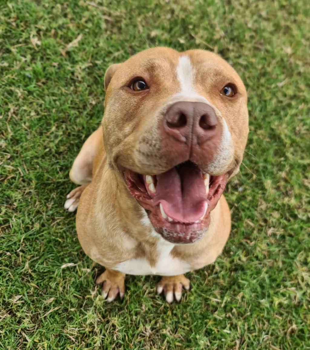 Ruddey - Large Male American Staffy Dog in VIC - PetRescue