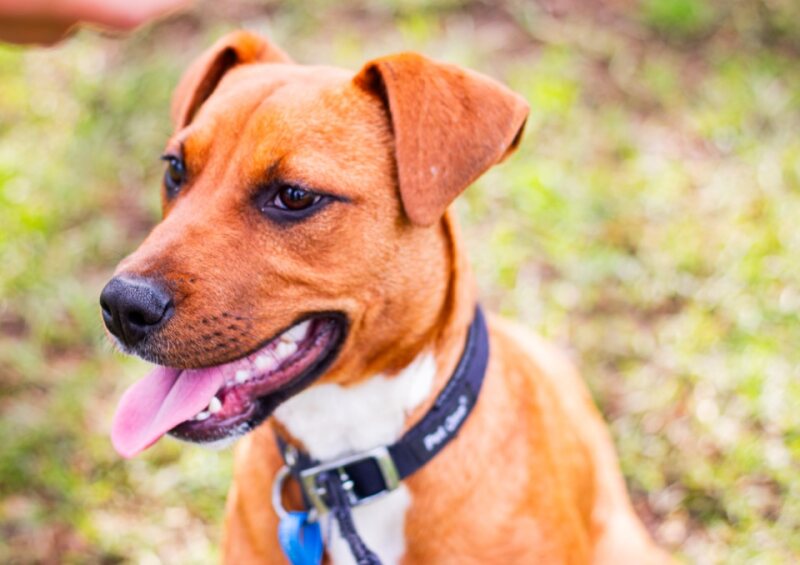 Poppi - Large Female Rhodesian Ridgeback Dog in NSW - PetRescue