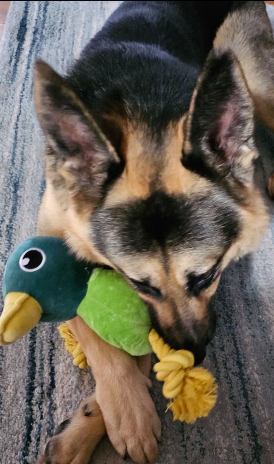 Rubble - Large Male German Shepherd Dog in NSW - PetRescue