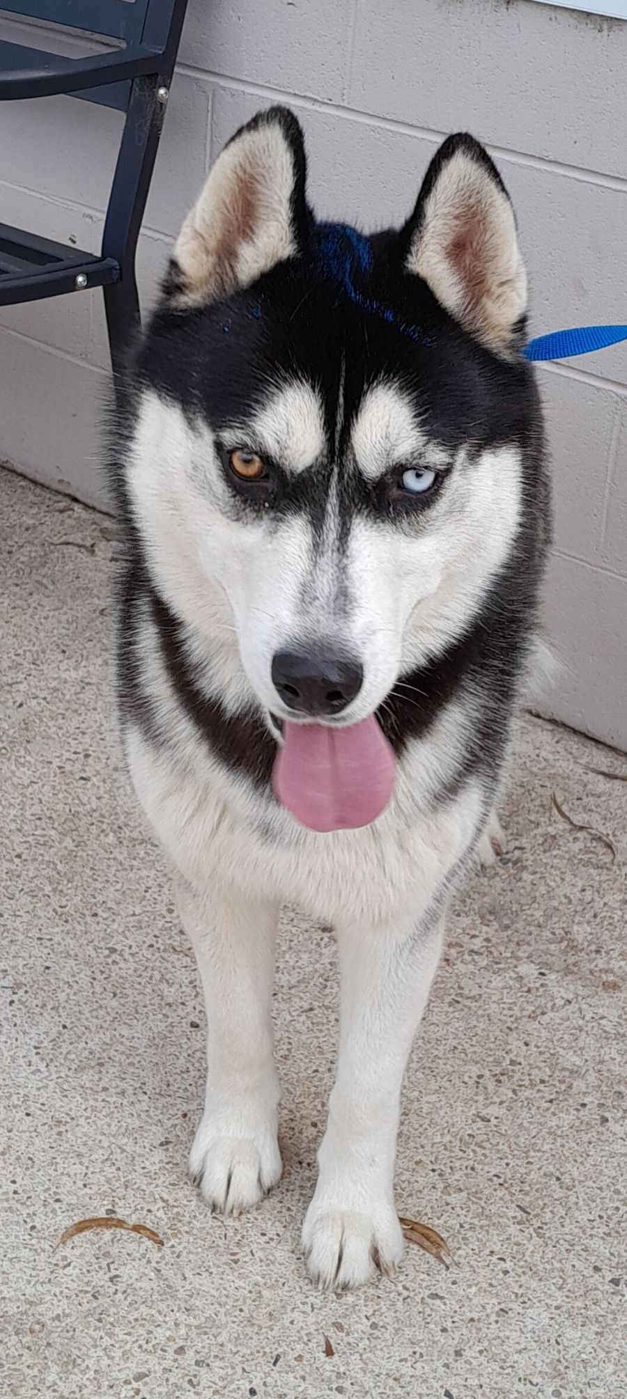 Rocky - Large Male Husky Dog in NSW - PetRescue