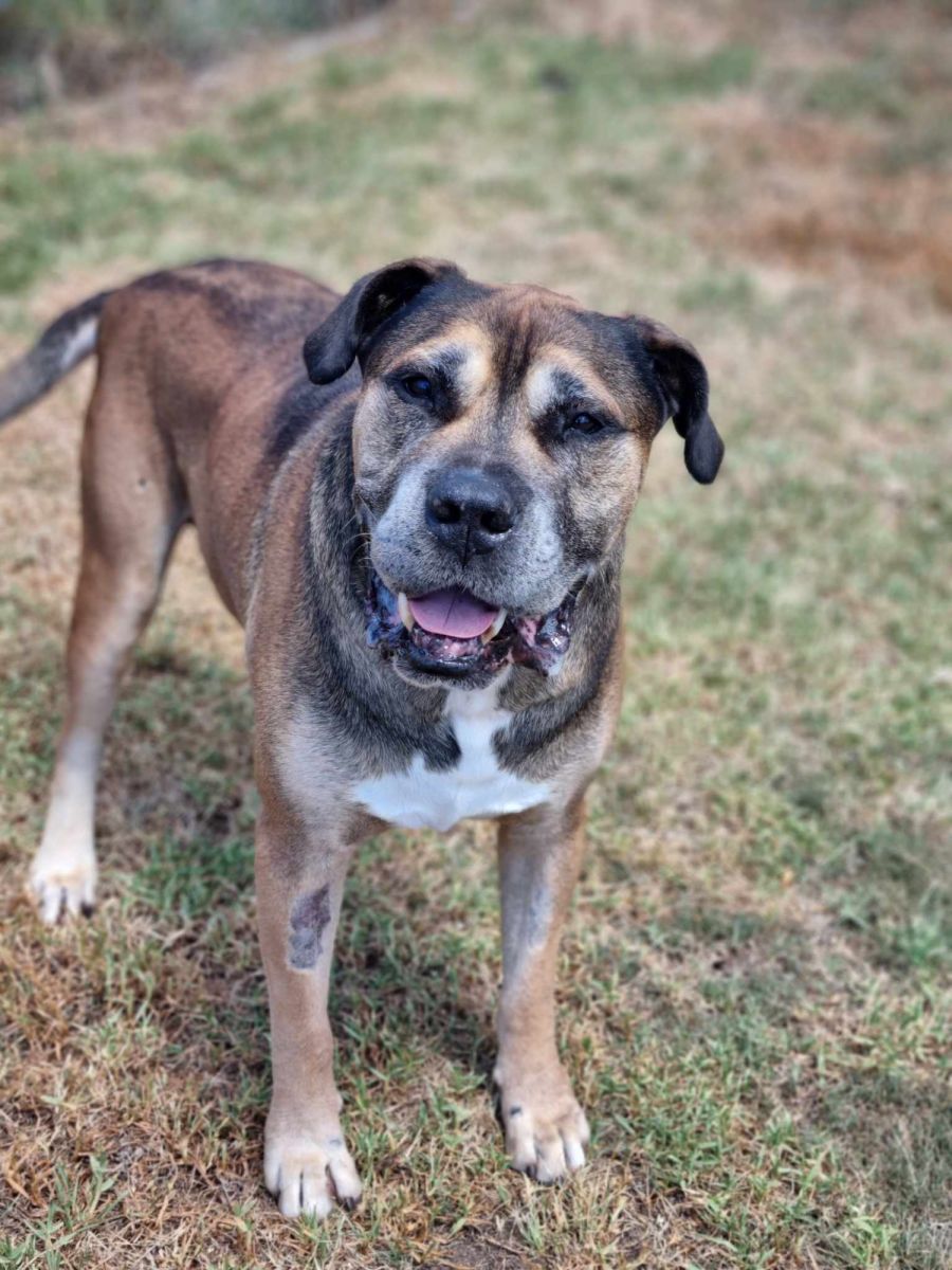 Boof - Large Male Mastiff Mix Dog in NSW - PetRescue