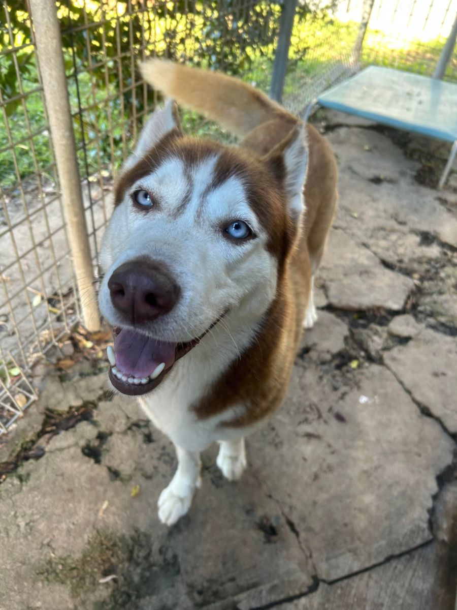 Zephyr - Medium Female Siberian Husky Dog in NSW - PetRescue