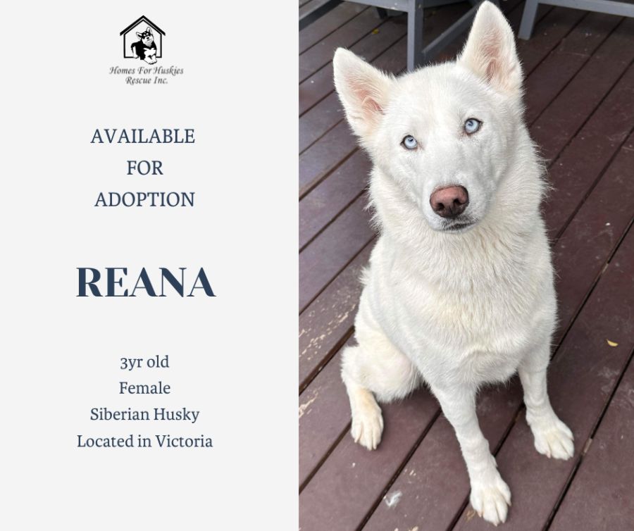 Reana - Large Female Siberian Husky Dog in VIC - PetRescue