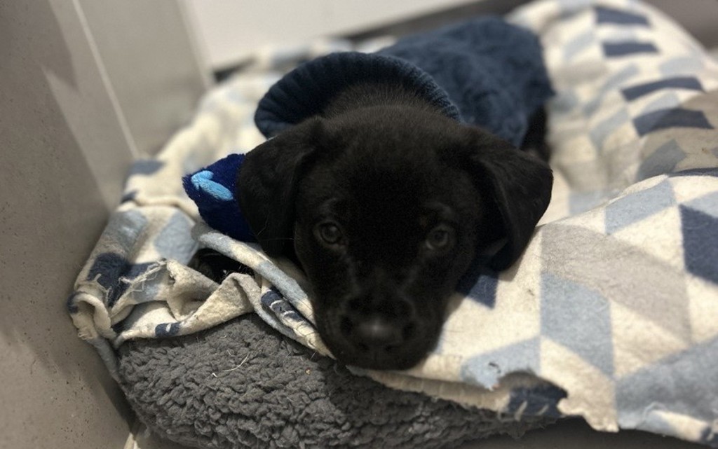 Pippy - Large Female Rottweiler Mix Dog in VIC - PetRescue