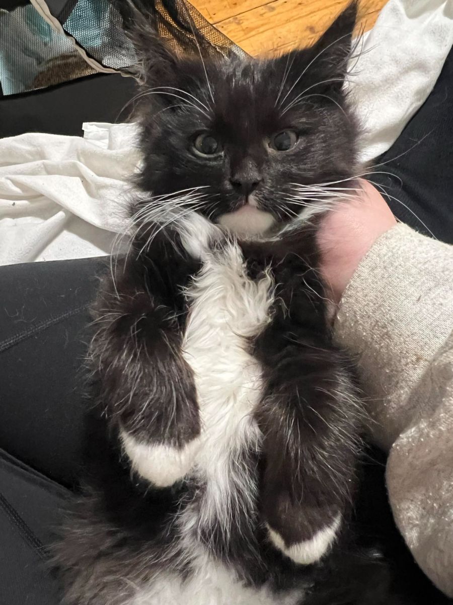 Bello - Male Domestic Long Hair Cat in VIC - PetRescue