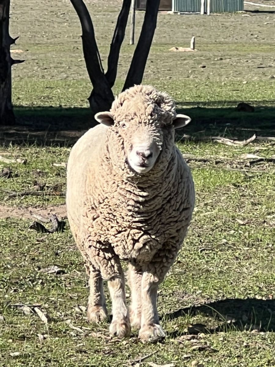 Barry - Male Sheep in VIC - PetRescue