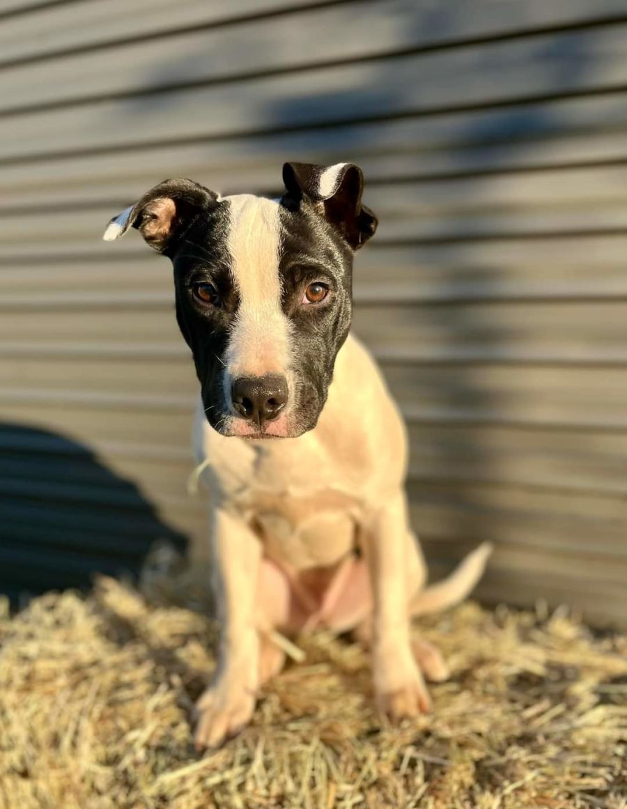 Soba - Medium Female American Staffordshire Terrier Dog in QLD - PetRescue