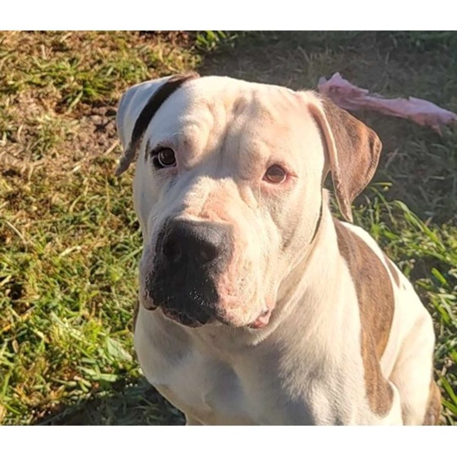 Uncle - Large Male American Bulldog x Boxer Dog in QLD - PetRescue