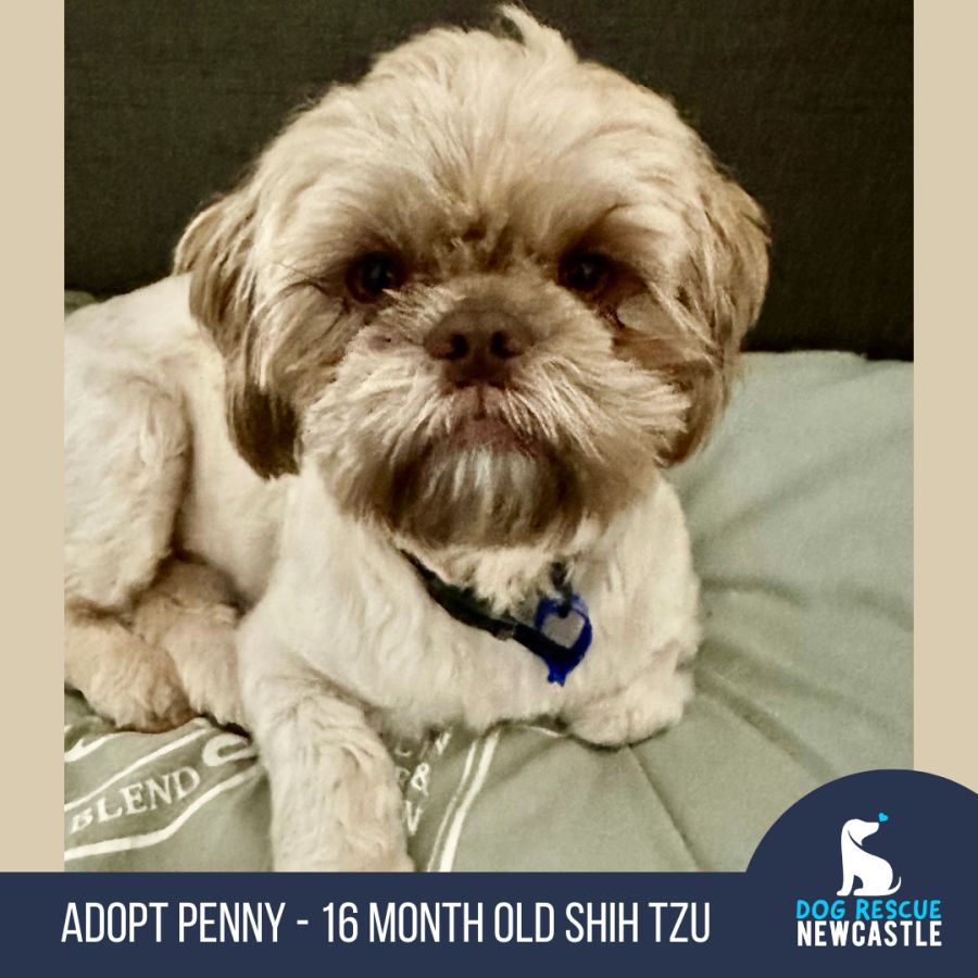 Penny - 16 Month Old Shih Tzu - Small Female Shih Tzu Dog in NSW ...