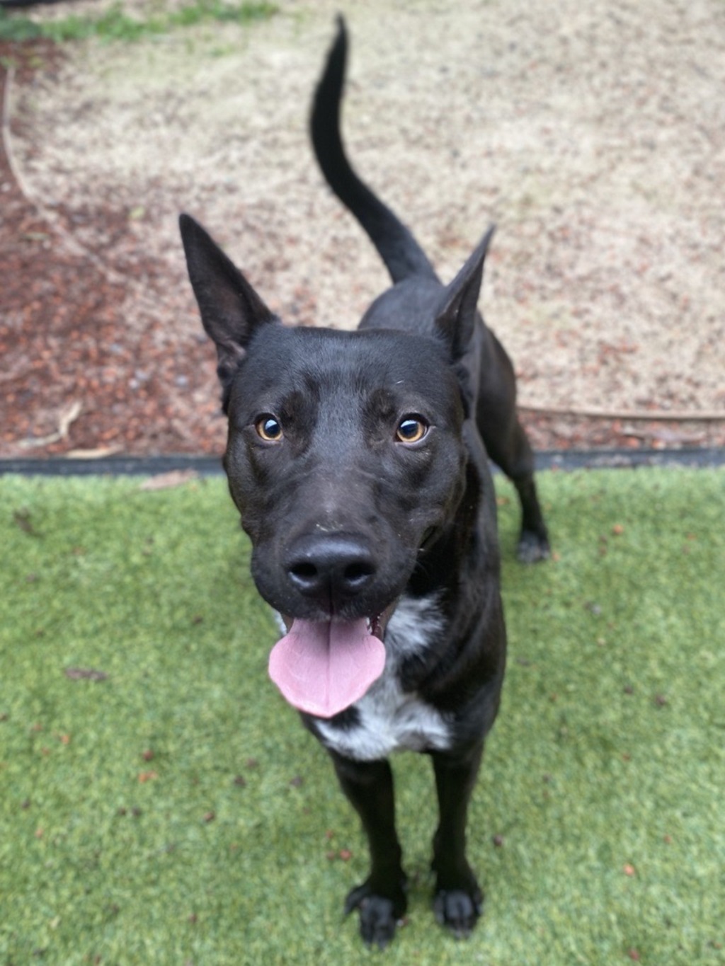 Dodge - Medium Male Kelpie x Cross Breed, Medium Mix Dog in VIC - PetRescue