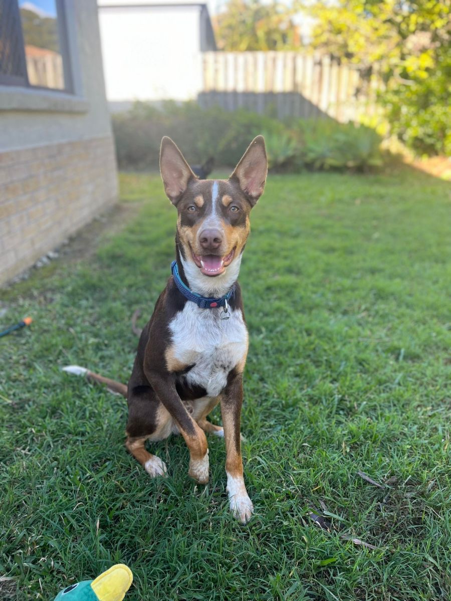 Cojo - Medium Male Kelpie Dog in NSW - PetRescue