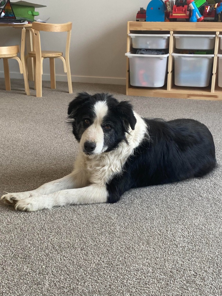 Tiffany - Medium Female Border Collie Mix Dog in VIC - PetRescue