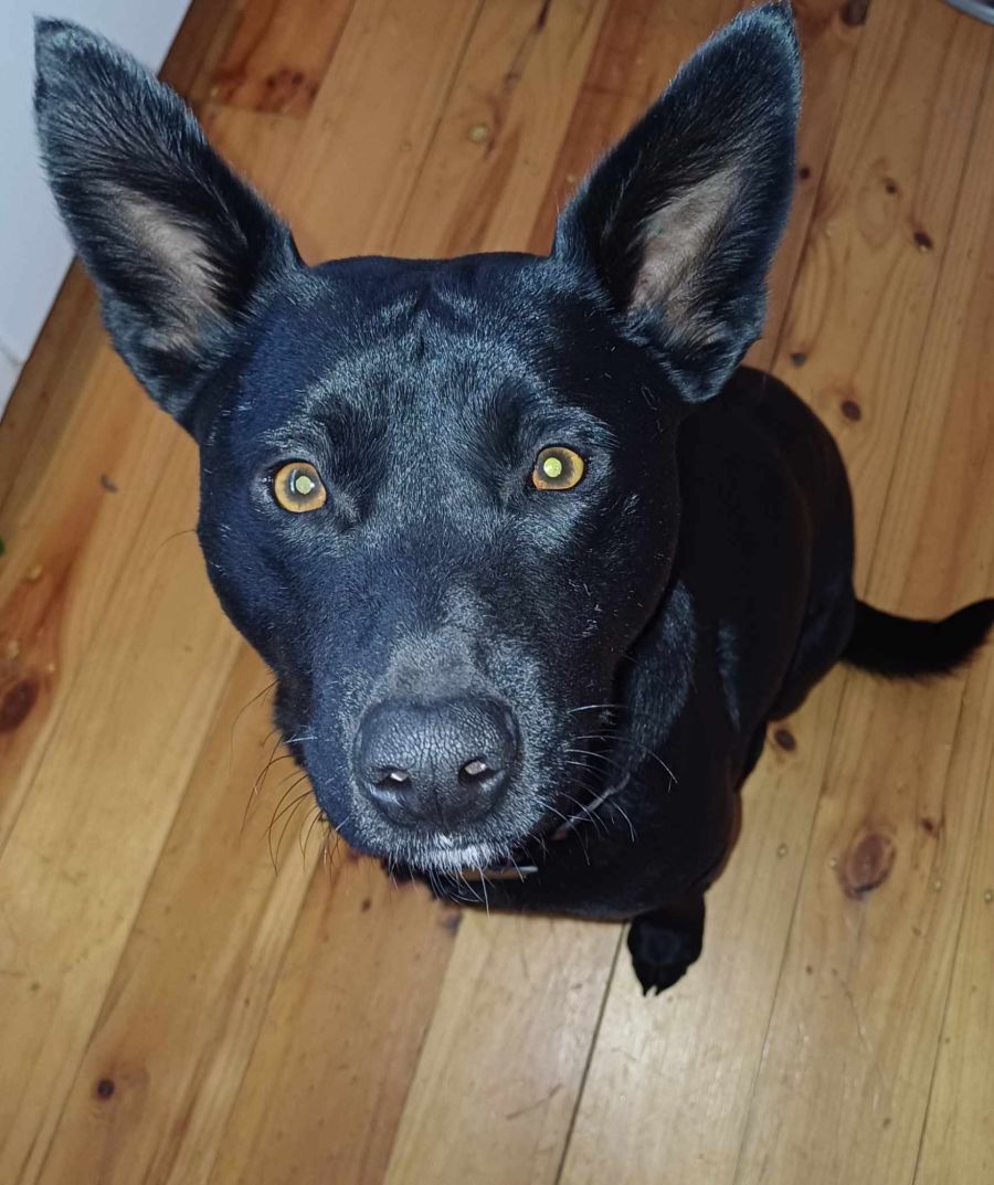 Skip - Medium Male Kelpie x Jack Russell Terrier Mix Dog in VIC - PetRescue