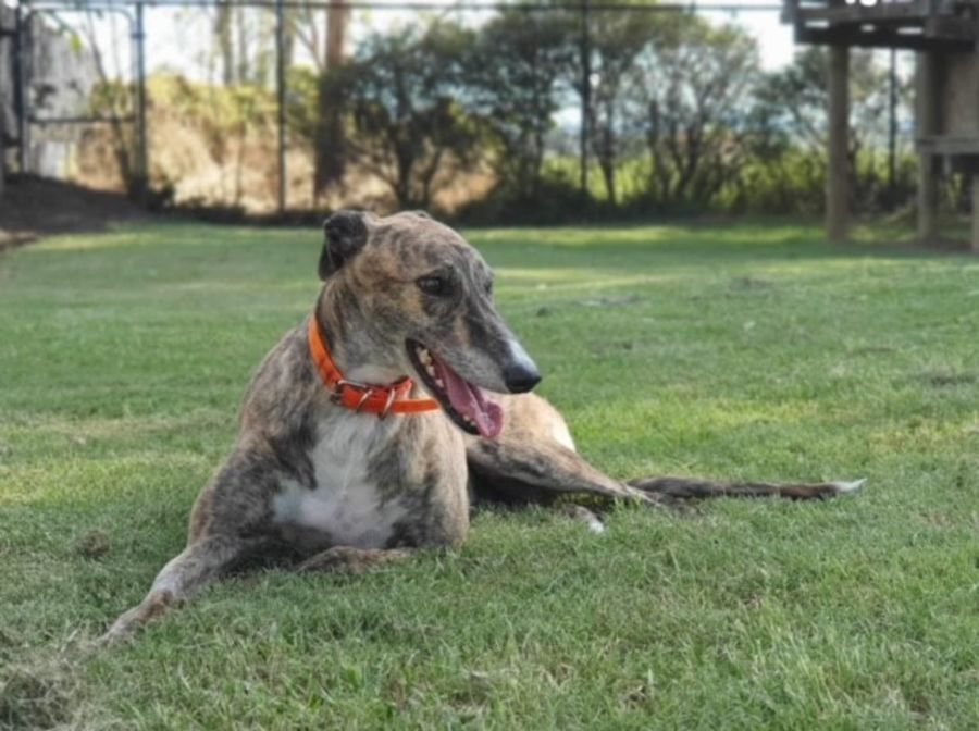 Summer - Medium Female Greyhound Dog in QLD - PetRescue