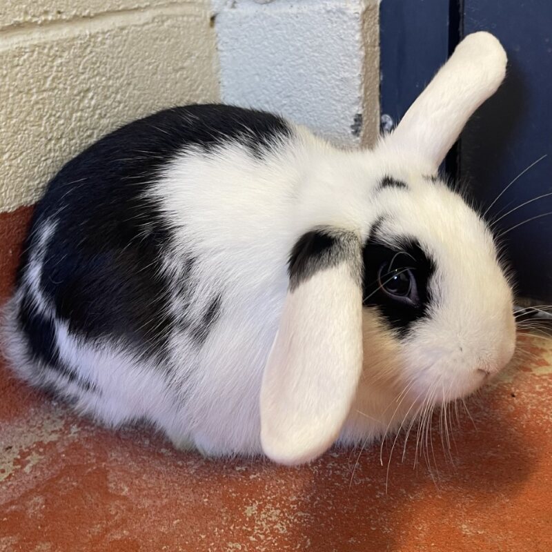 Jessie - Female Rabbit Rabbit in NSW - PetRescue