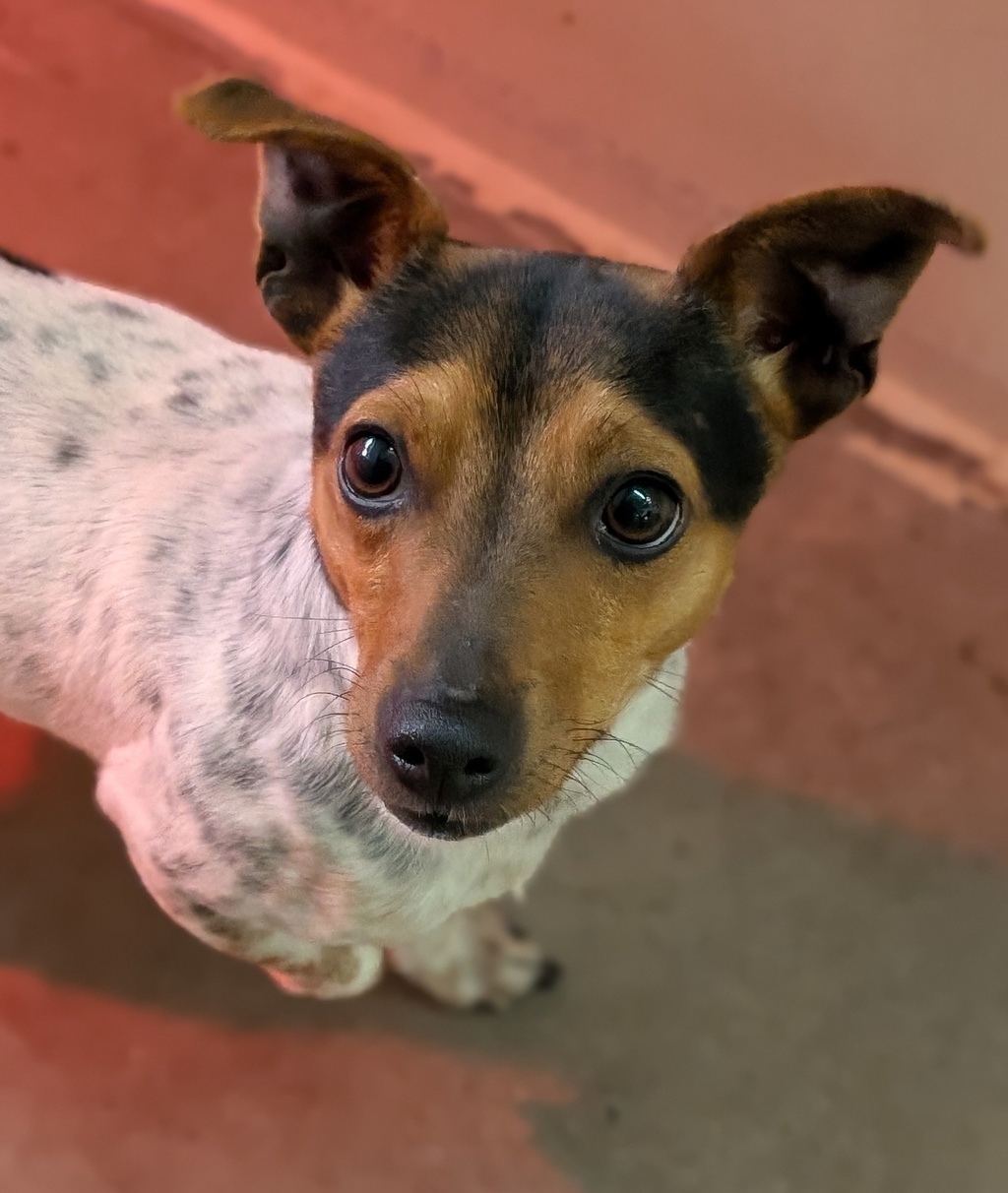 Ollie - Small Male Mini Foxie Cross Mix Dog in VIC - PetRescue