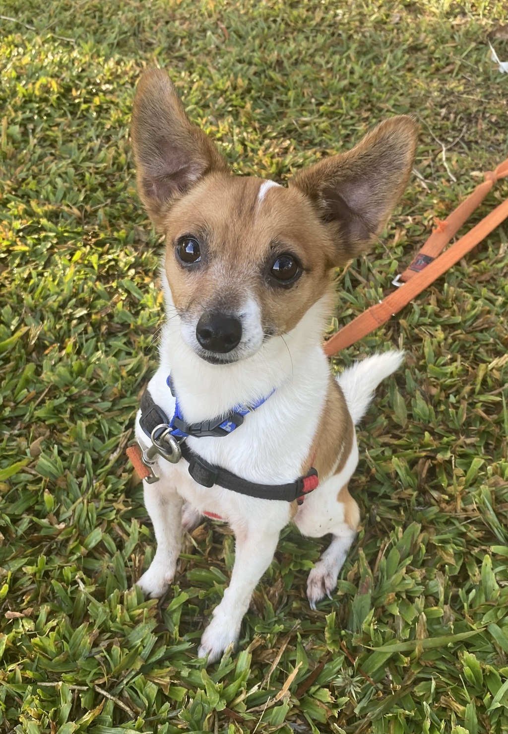 Ginger - Small Female Fox Terrier x Tenterfield Terrier Mix Dog in QLD ...