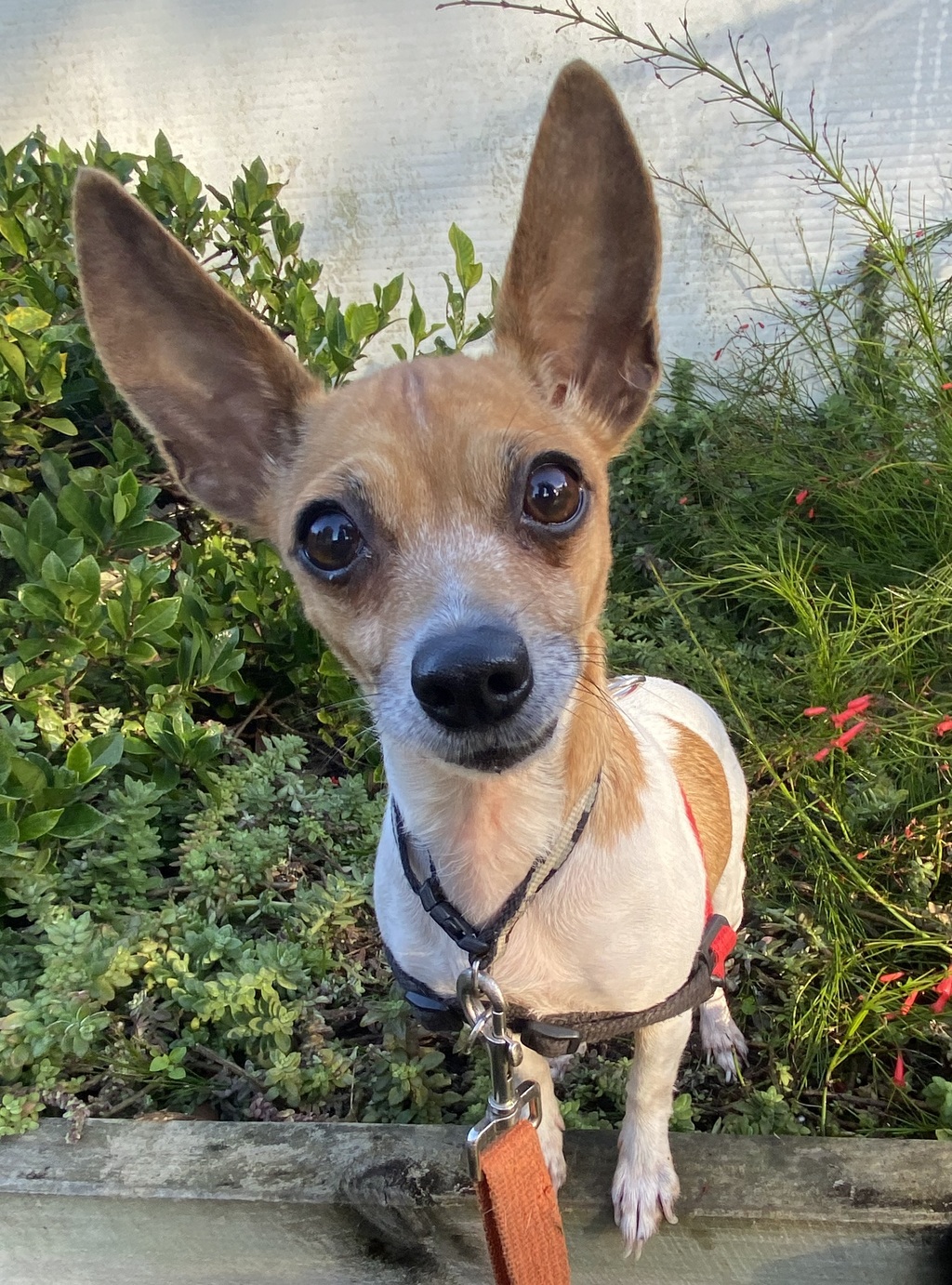 Nutmeg - Small Female Fox Terrier x Tenterfield Terrier Mix Dog in QLD ...