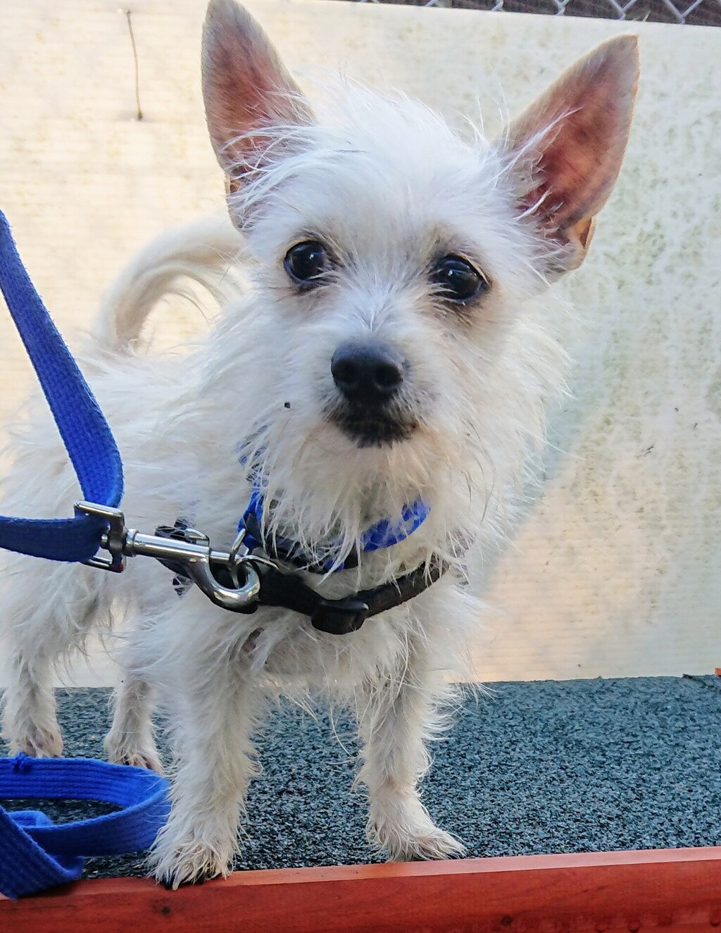 Lewis - Small Male Chihuahua x Australian Silky Terrier Mix Dog in QLD ...