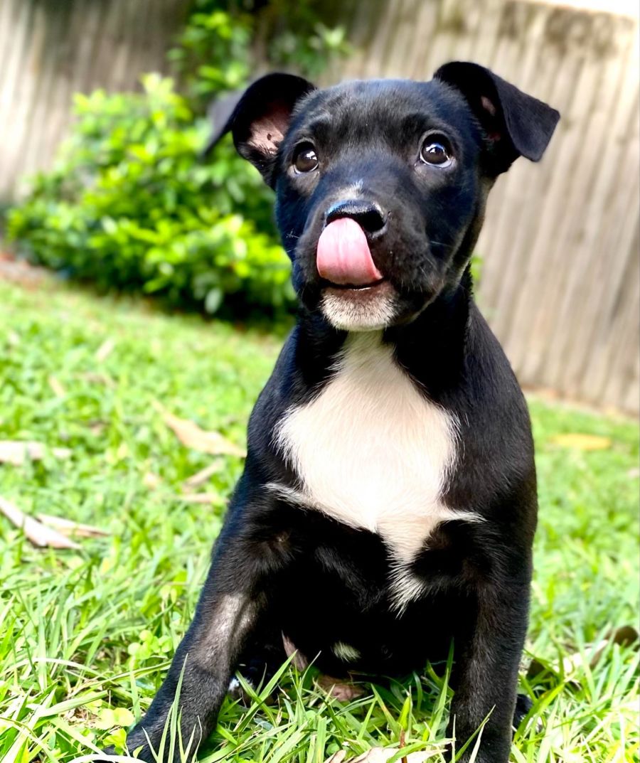 Remy - Medium Male Staffy x Koolie Dog in QLD - PetRescue
