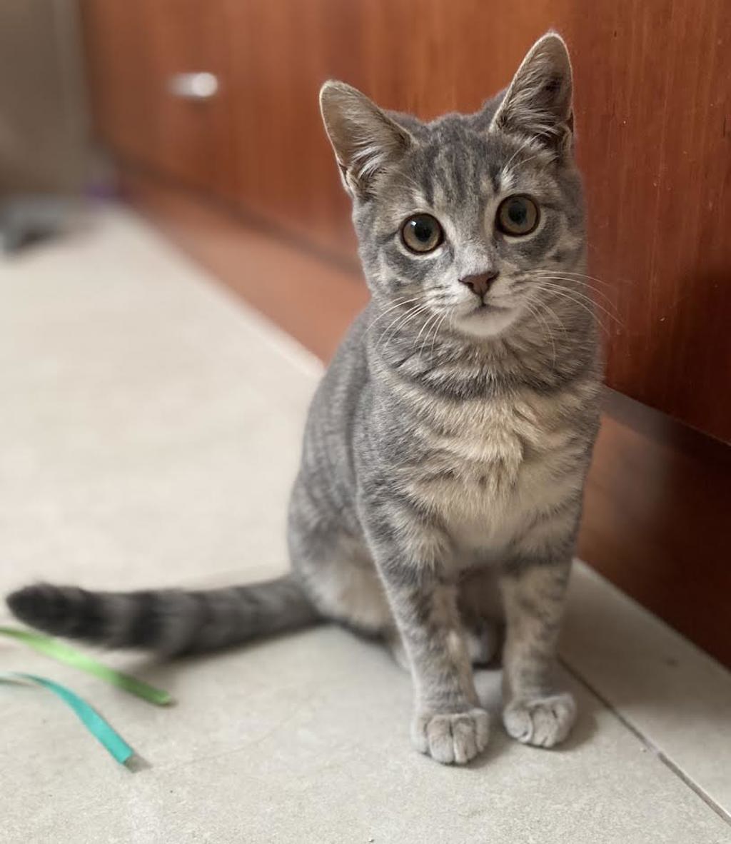 Cassandra - Female Dsh Mix Cat in VIC - PetRescue