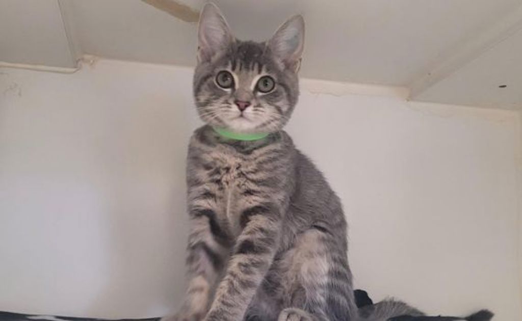 Lady Fogg - Female Domestic Short Hair Mix Cat in VIC - PetRescue