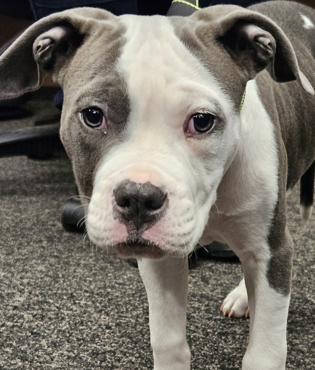 Kojo - Small Male Staffordshire Bull Terrier x American Bully Mix Dog ...