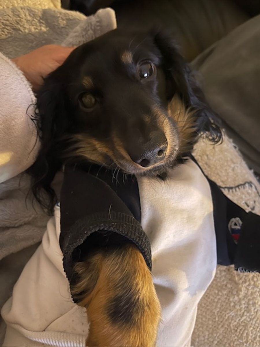 Ninuzzo (Antonio) - Small Male Dachshund Dog in VIC - PetRescue