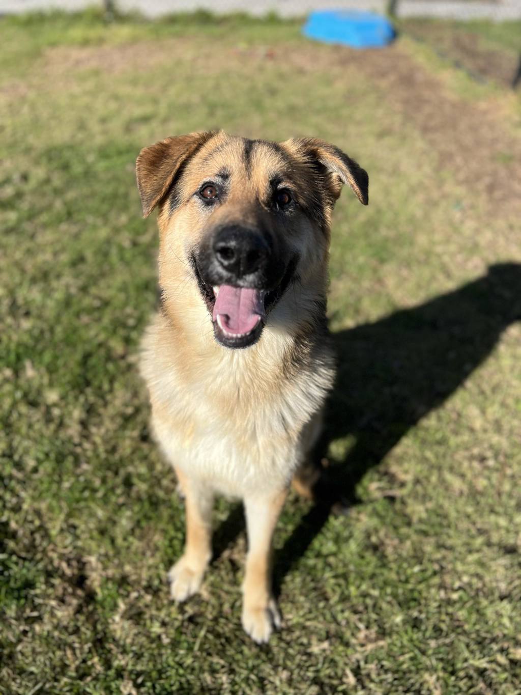 Milo - Large Male German Shepherd Mix Dog in VIC - PetRescue